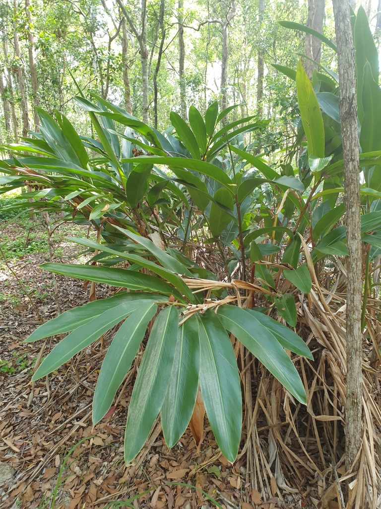 Native Ginger (Logan RE 12.8.8 Flora) · iNaturalist