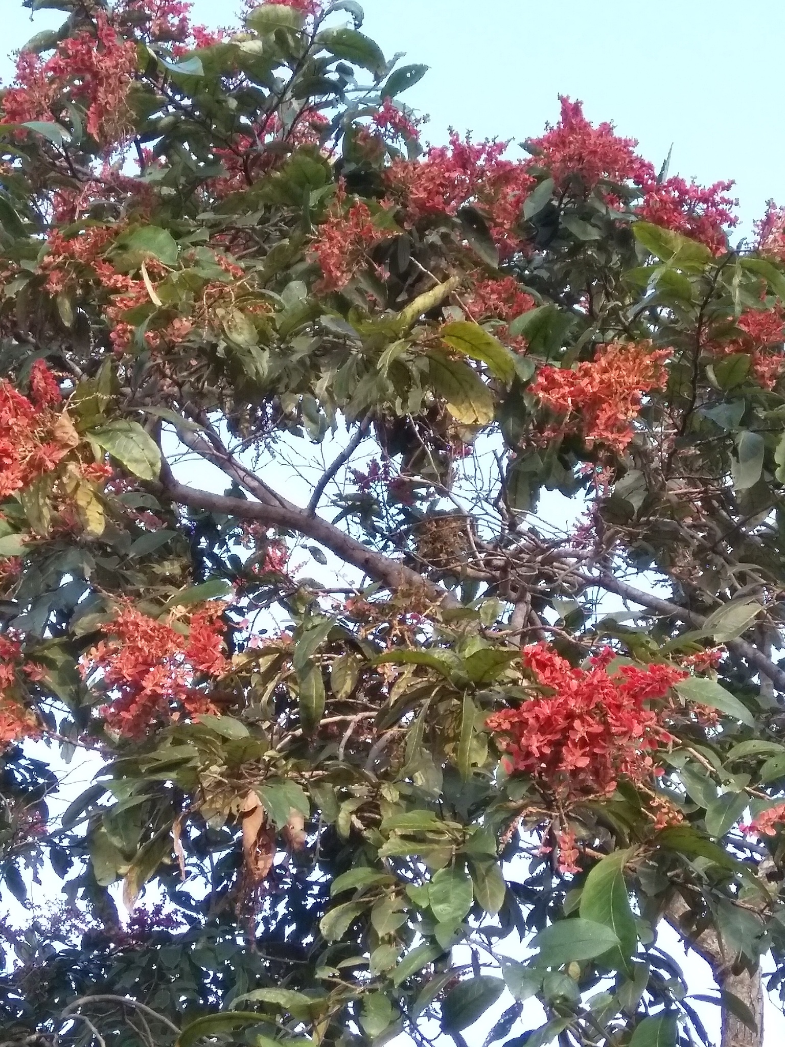 Terminalia paniculata Roth