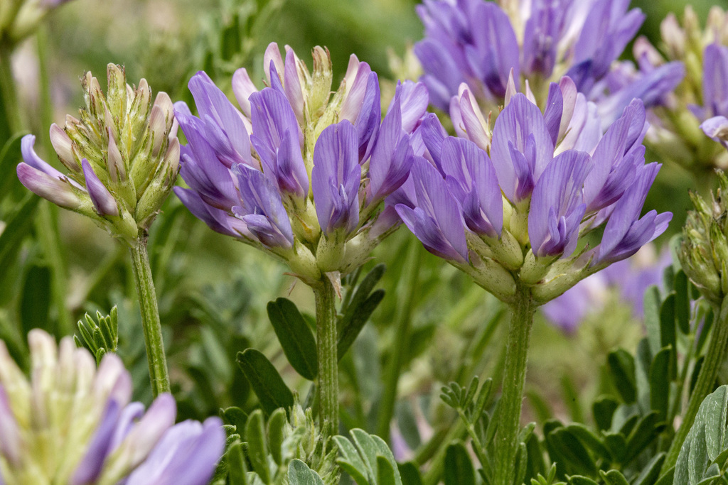Prairie Milkvetch from Washington County, US-CO, US on May 29, 2021 by ...