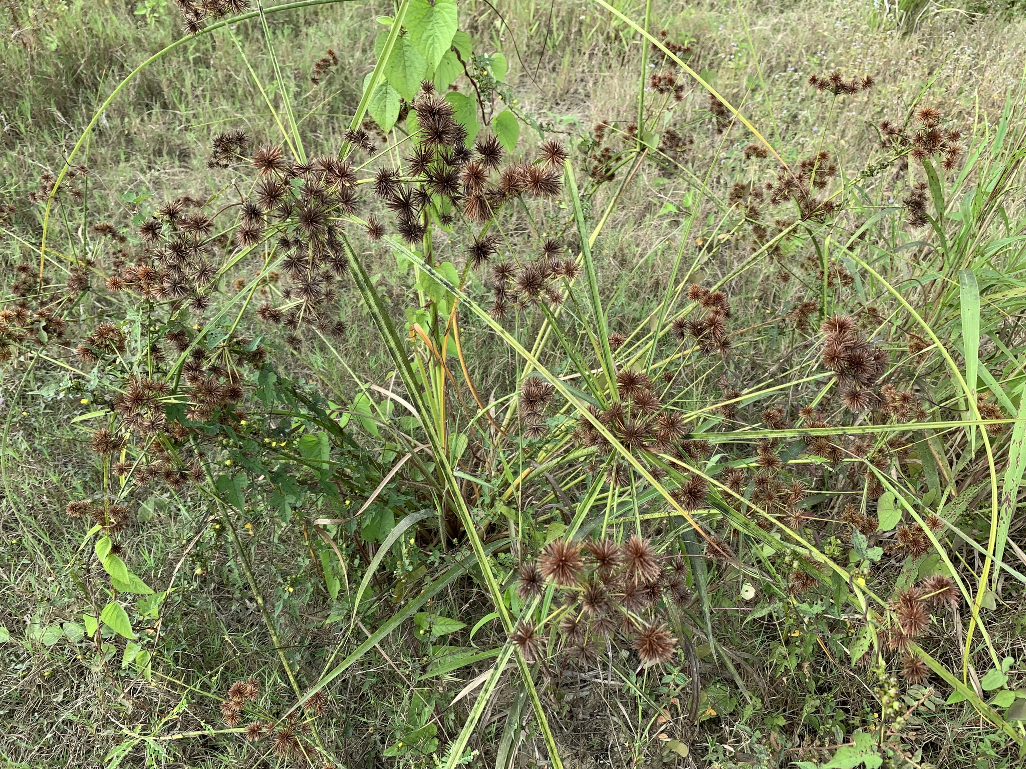 Cyperus compactus Retz.