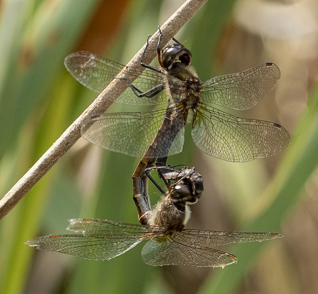 Smith's Dragonfly from Waikanae Beach, New Zealand on January 18, 2022 ...