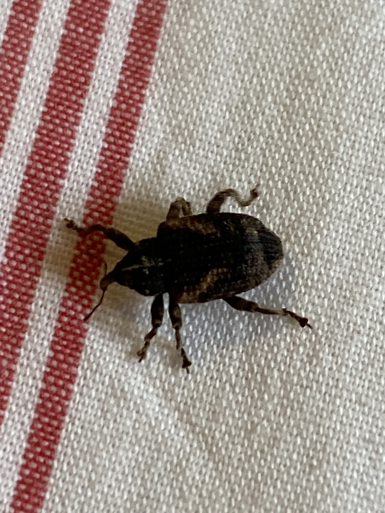 Sternochetus mangiferae (J.C.Fabricius, 1775)