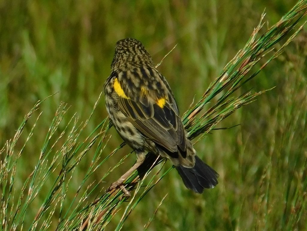 Cape Yellow Bishop from Greyton Nature Reserve, 7233, South Africa on ...