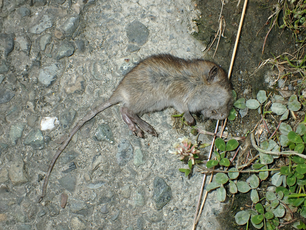 Polynesian Rat from Stewart Island 9818, New Zealand on January 03 ...