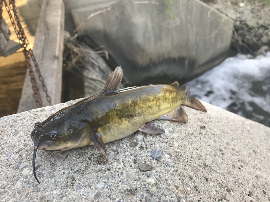 Brown Bullhead (Ameiurus nebulosus) - Marine Life Identification