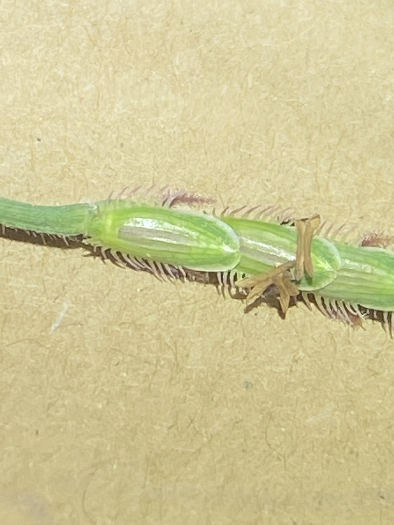 Eremochloa bimaculata (Logan RE 12.8.24 Flora) · iNaturalist