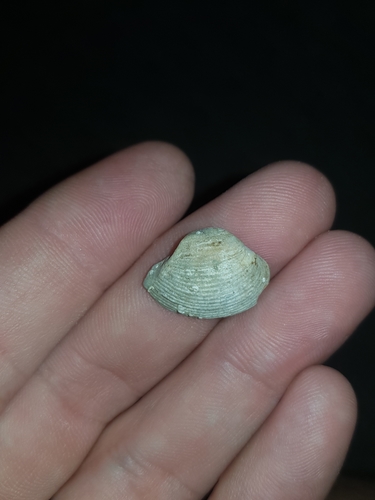 Corbula tunicata · iNaturalist Mexico