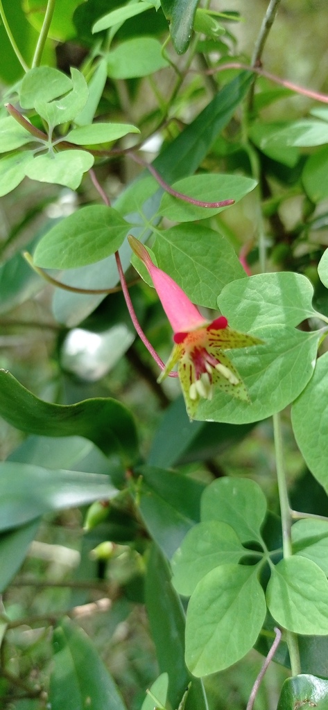 (Tropaeolum pentaphyllum pentaphyllum) - Botanical Realm