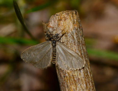 Rebelia perlucidella · iNaturalist