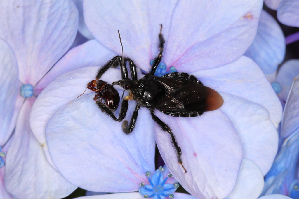 Bee Assassins from Mairiporã - SP, 07600-000, Brasil on January 16 ...