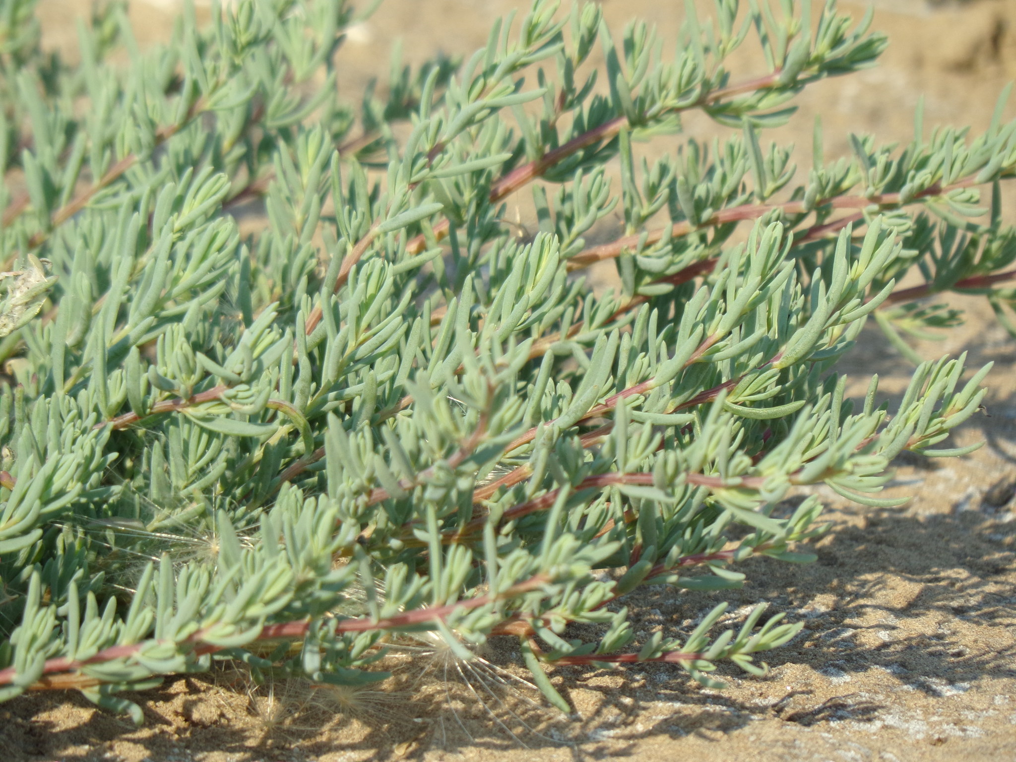 Suaeda patagonica Speg.