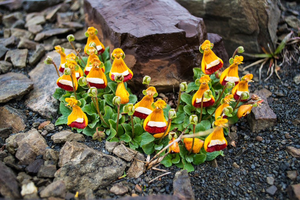 Darwin's Slipper from Cerro Buenos Aires, Santa Cruz, Argentina on ...