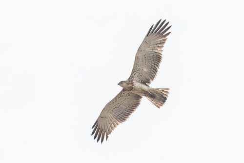 Subspecies Circaetus gallicus gallicus · iNaturalist