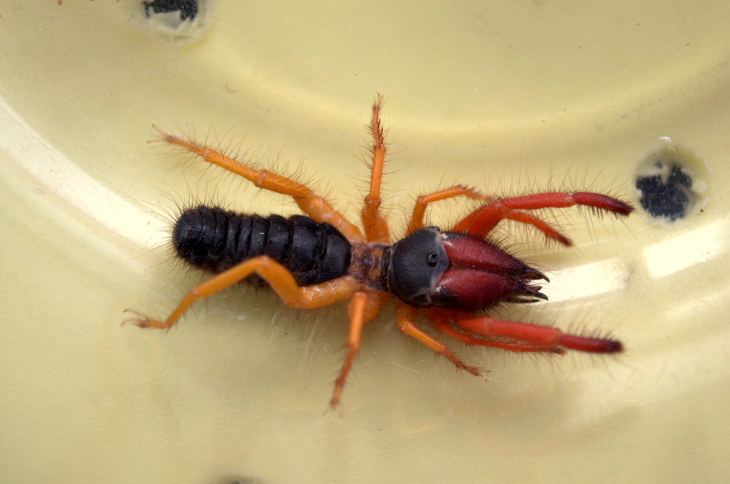 Rhagodidae from Salalah, Zufar, Oman on July 27, 2012 at 10:49 PM by ...