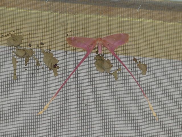 Eudaemonia argus Fabricius, 1781