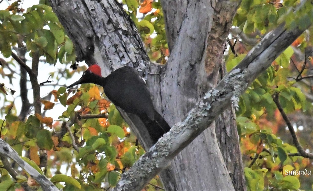 White-bellied Woodpecker from Nagarahole Tiger Reserve Forest Campus ...