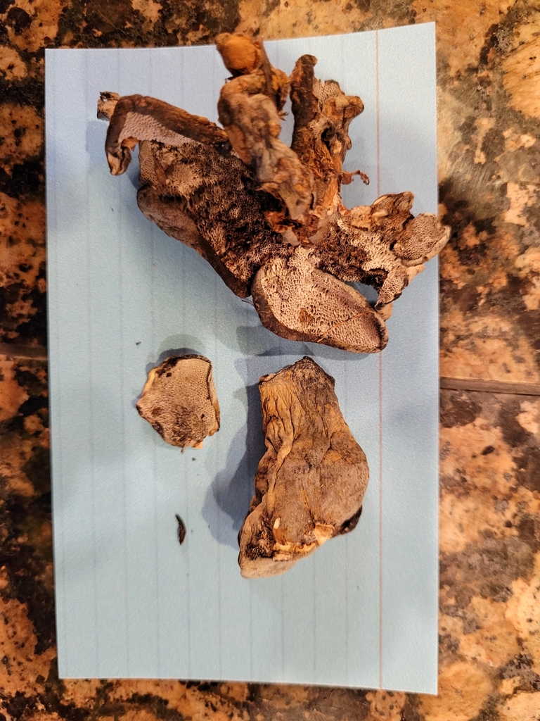 Little Blue Polypore in January 2022 by Harte Singer. No photos of ...