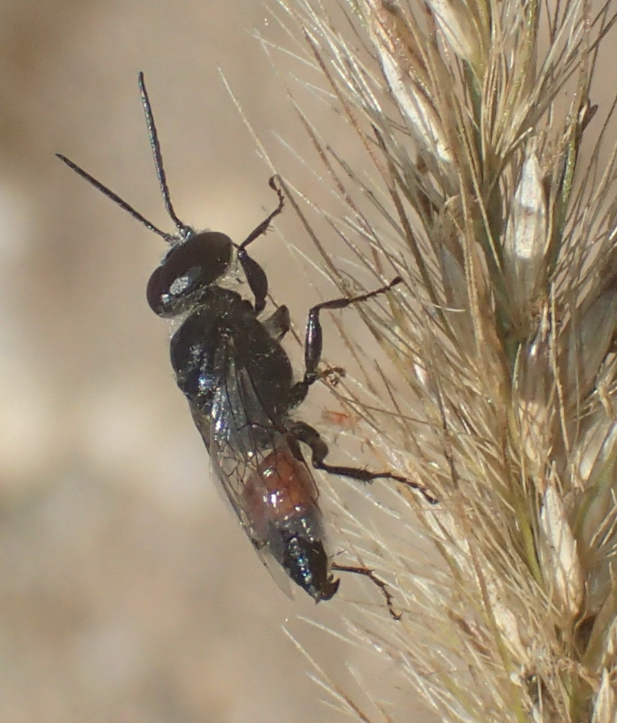 Astata from Groot-abrahamsrivier trail, South Cape DC, South Africa on ...