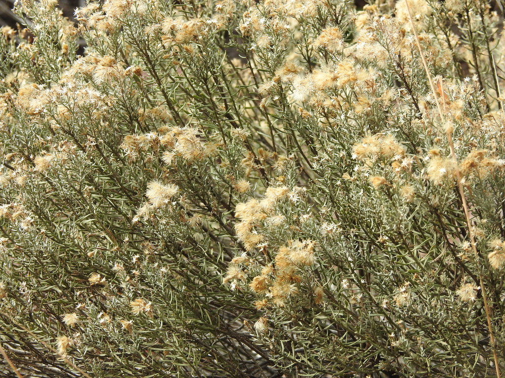 turpentine bush from Gila County, AZ, USA on January 17, 2022 at 12:29 ...