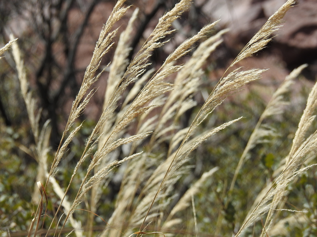 Bull Grass from Gila County, AZ, USA on January 17, 2022 at 12:32 PM by ...
