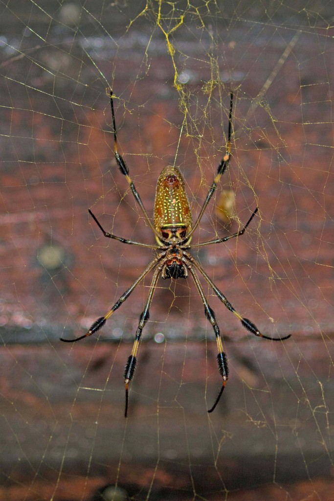 Golden Silk Spider from La Libertad, Honduras on March 8, 2016 at 06:03 ...
