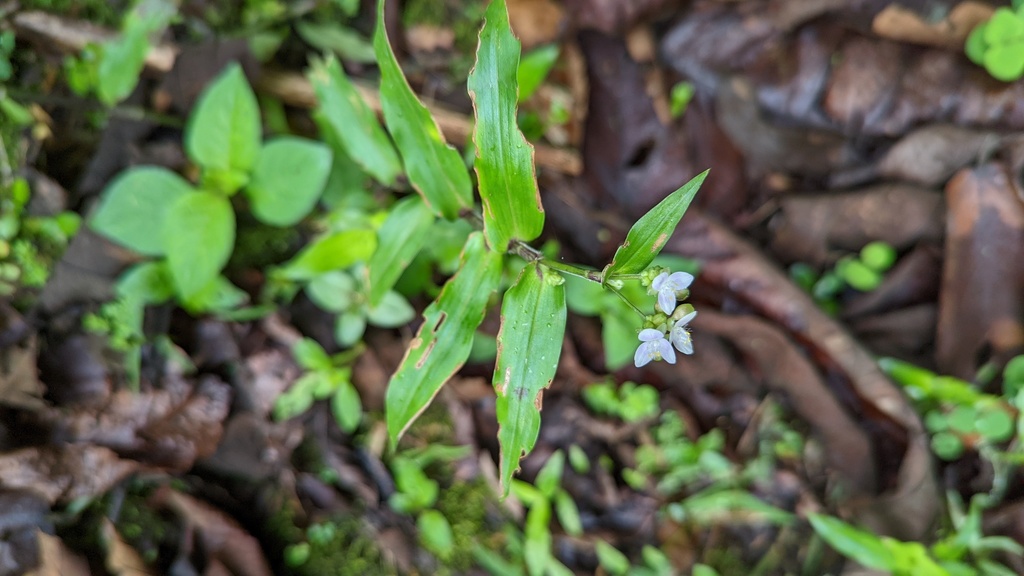 common roseling from Barrio Flaminia, Heredia, Sarapiquí, Costa Rica on ...