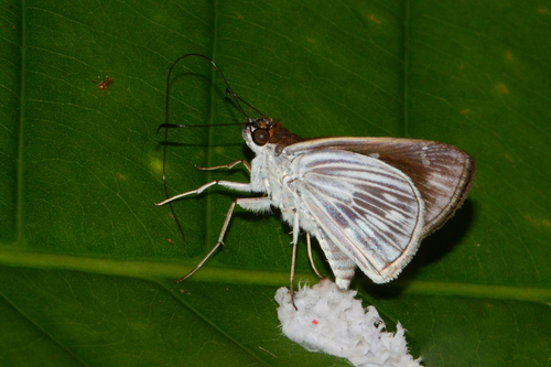 Vettius fuldai · NaturaLista Colombia