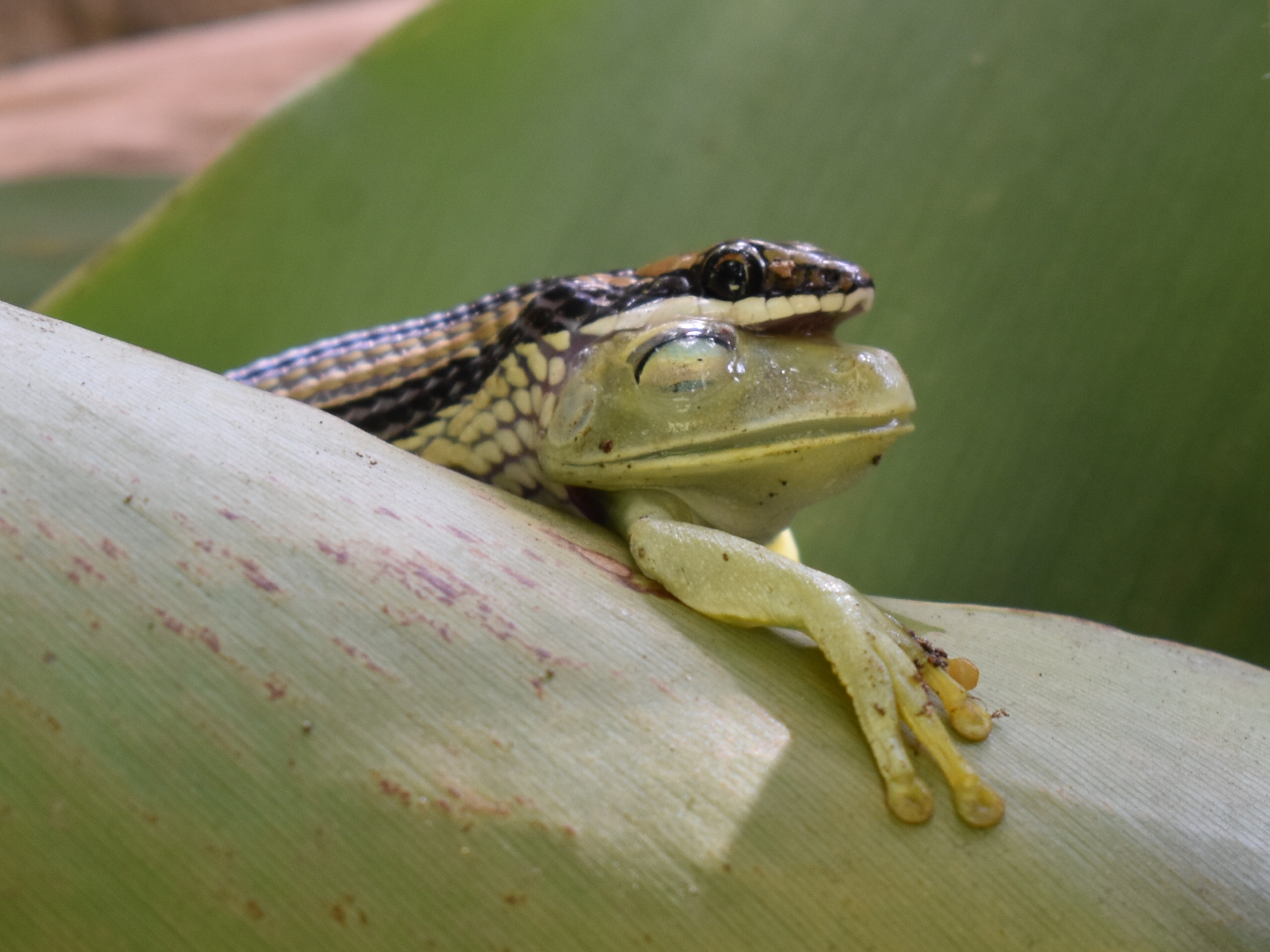 Lygophis lineatus (Linnaeus, 1758)