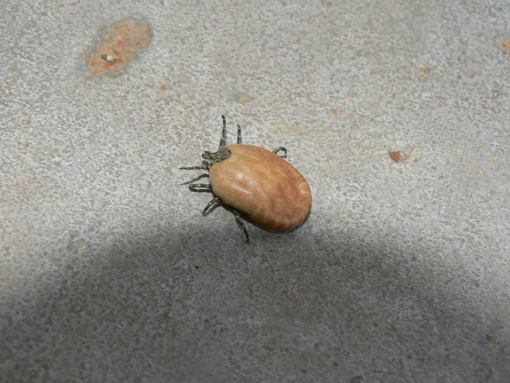 Tortoise Bont Tick from Mofele Lodge, Mokala National Park on January ...
