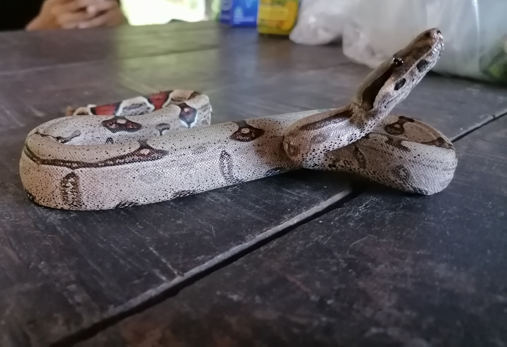 Boa Constrictor from Tunapuna/Piarco Regional Corporation, Trinidad and ...