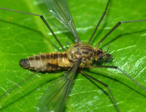 Leptotarsus submontanus · iNaturalist