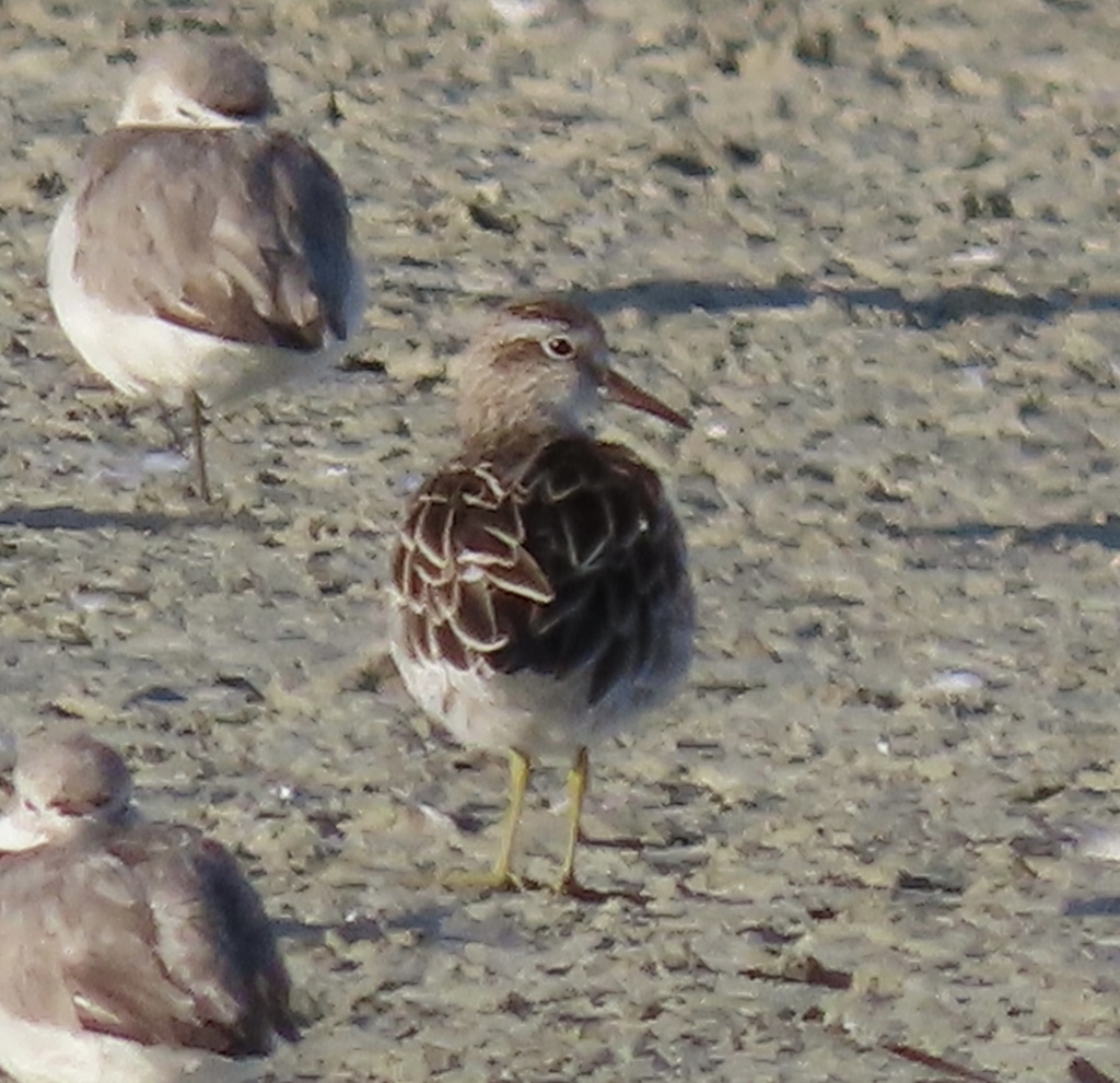Sharp-tailed Sandpiper in January 2022 by Simon Nicholas. With flock of ...