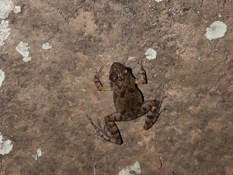 Puddle Frogs from Kpalimé, Togo on November 04, 2019 at 06:00 PM by ...