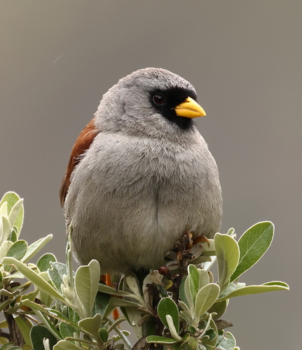 Rufous-backed Inca-Finch (Incaspiza personata) · iNaturalist