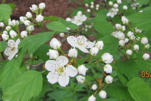 Variety Crataegus pruinosa pruinosa · iNaturalist