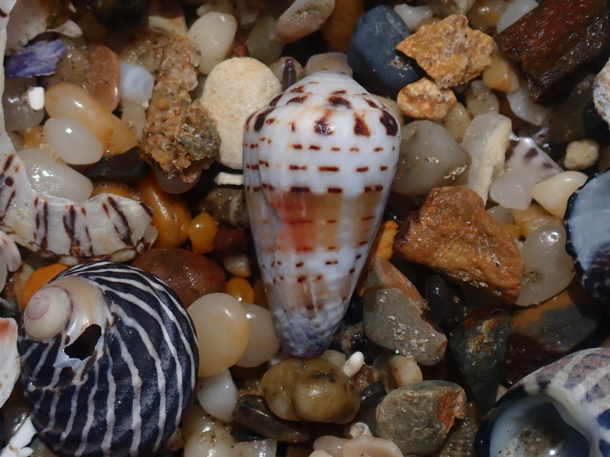 Conus musicus Hwass, 1792