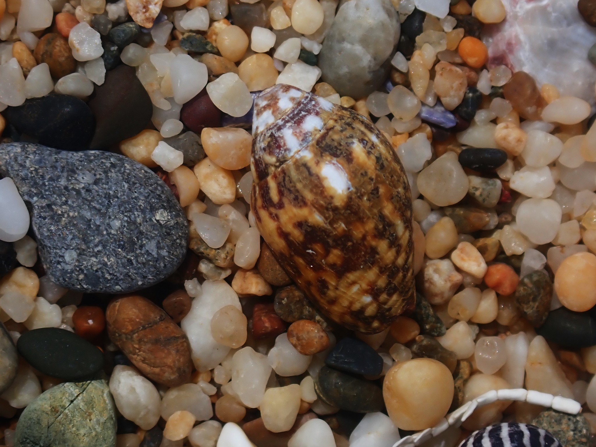 Strigatella litterata (Lamarck, 1811)