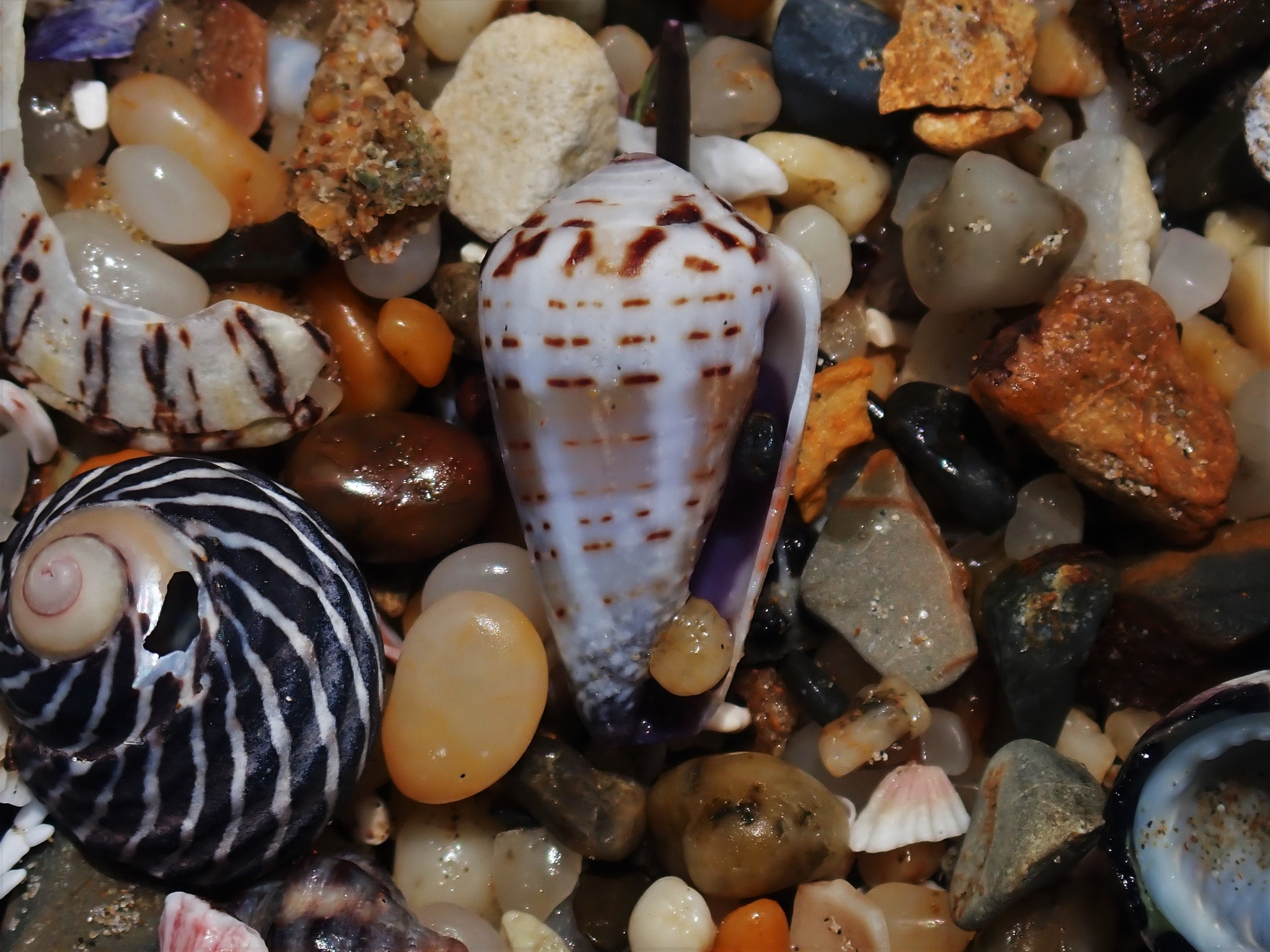 Conus musicus Hwass, 1792