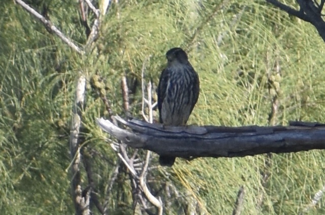 Merlin from Saint George's Island, Bermuda, BM on January 16, 2022 at ...