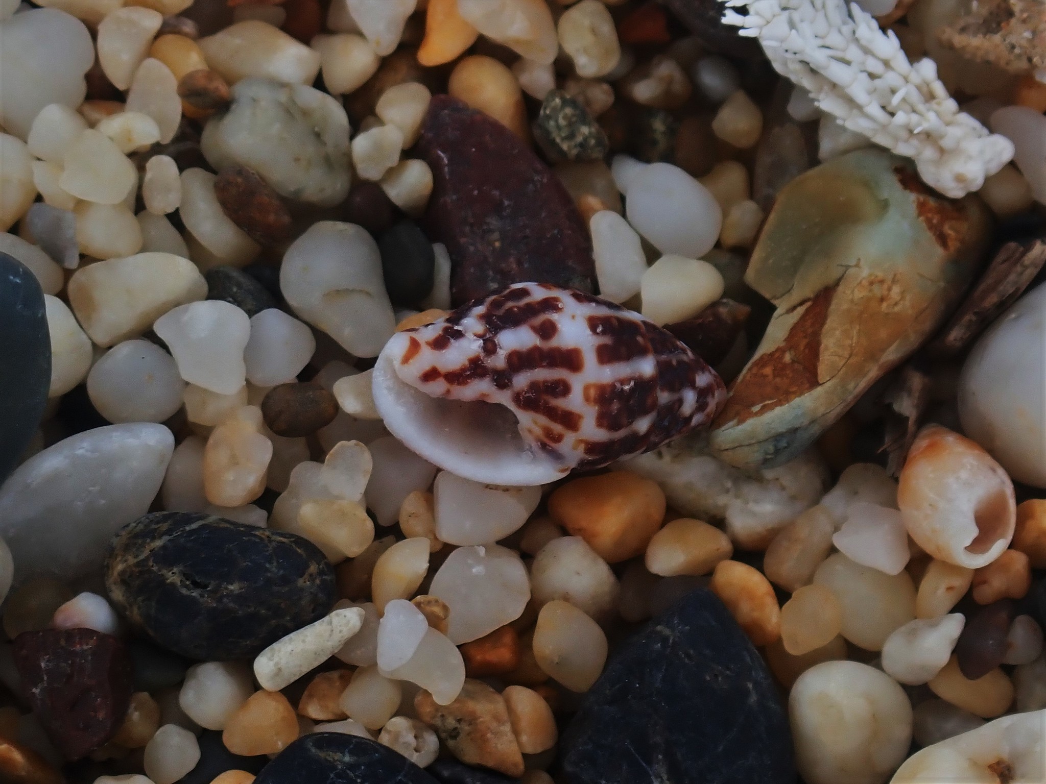 Engina armillata (Reeve, 1846)