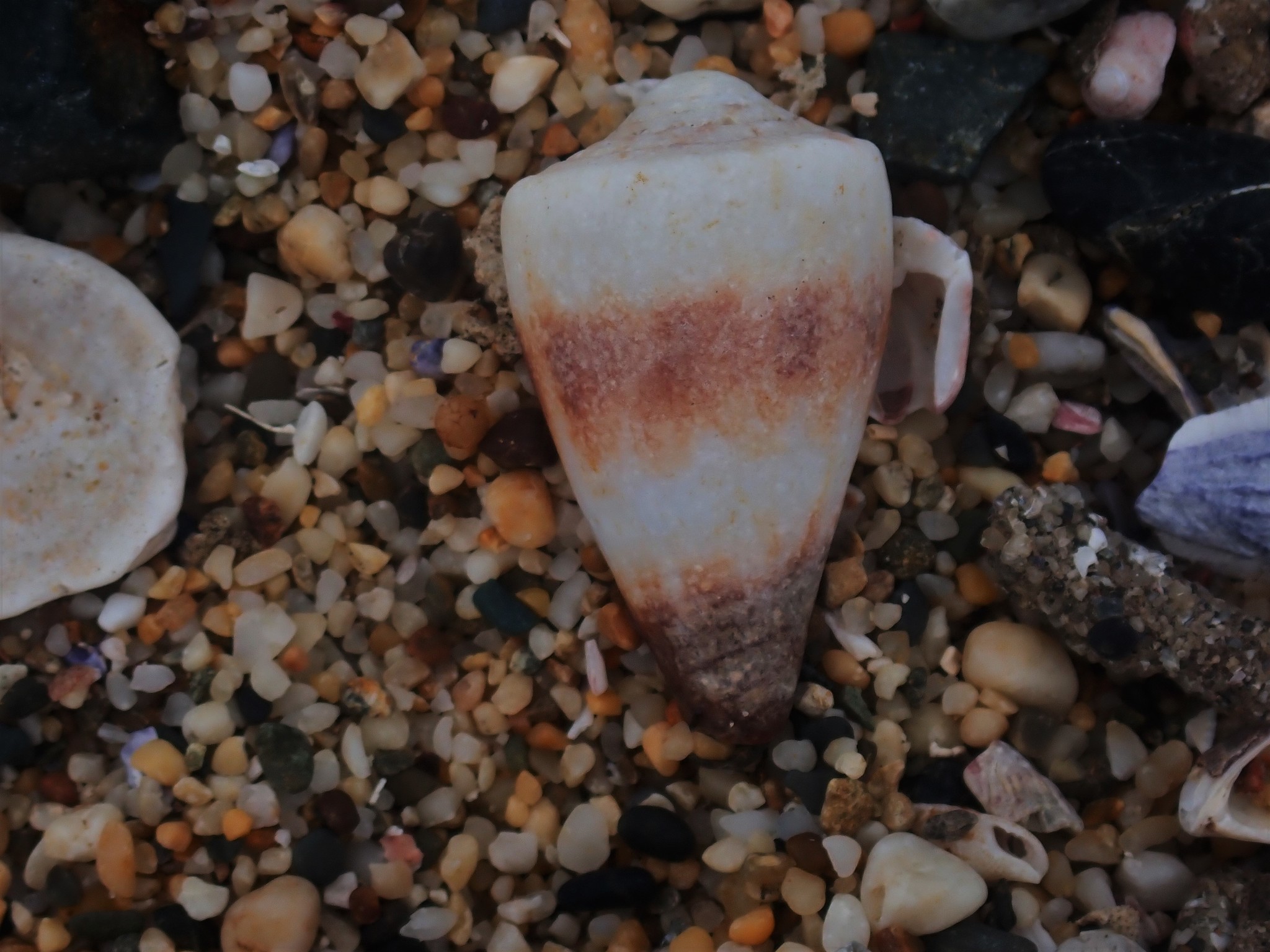 Conus miles Linnaeus, 1758