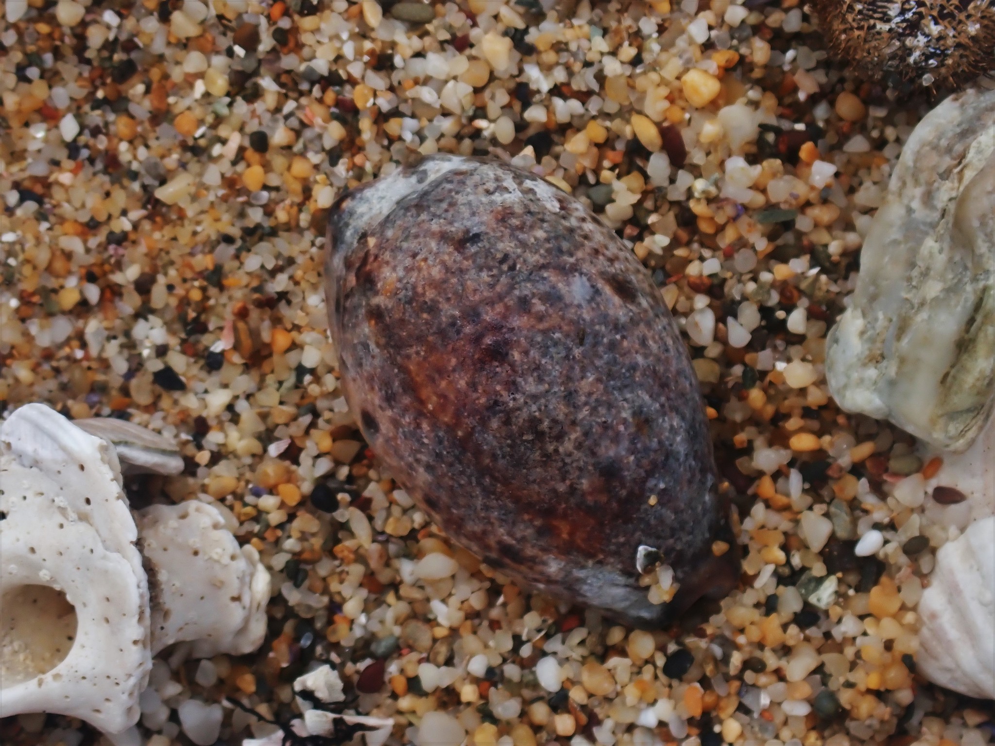 Lyncina lynx (Linnaeus, 1758)
