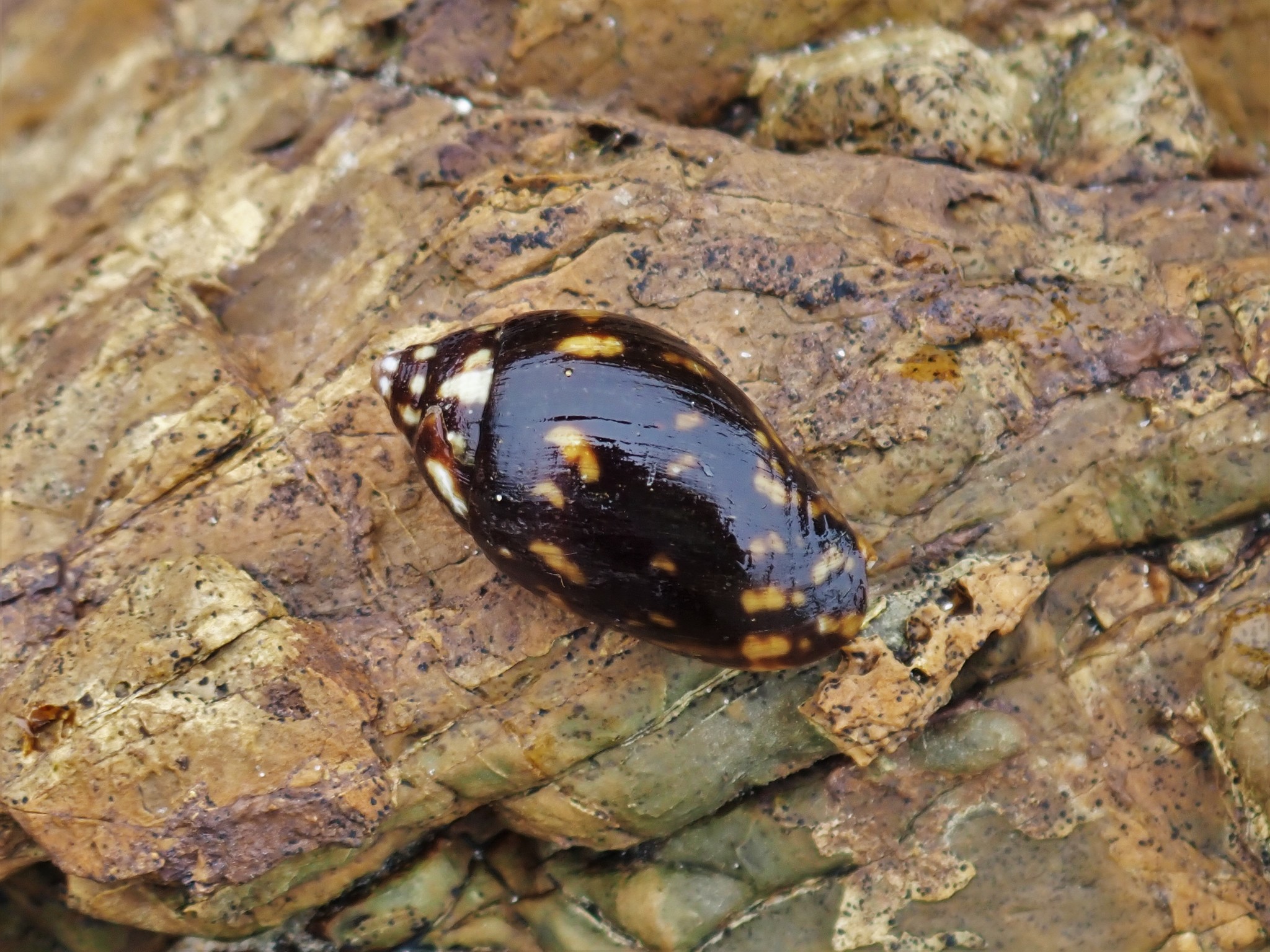 Strigatella litterata (Lamarck, 1811)