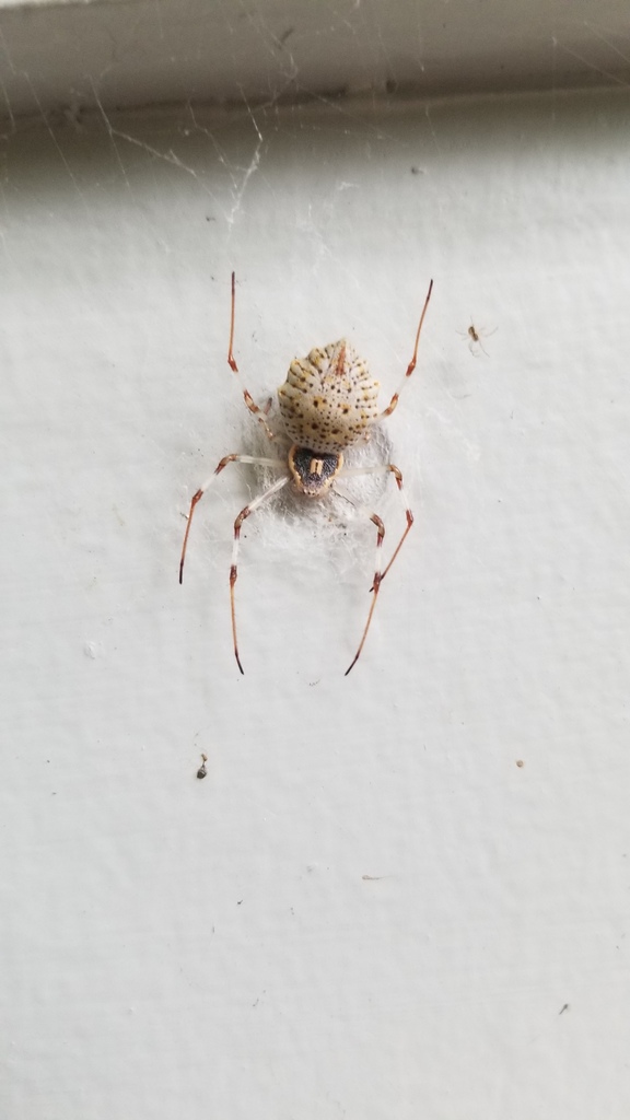 Ornamental Tree Trunk Spider in December 2021 by R.A. Sugianto ...