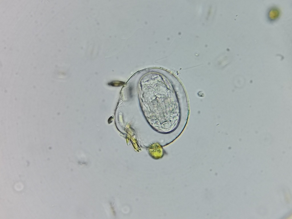 Animals from Meoqui, Chih., México on January 16, 2022 at 10:17 AM by ...