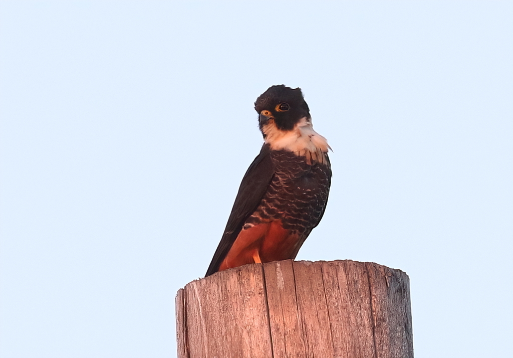 Bat Falcon from Santa Ana National Wildlife Refuge, Hidalgo, Texas ...