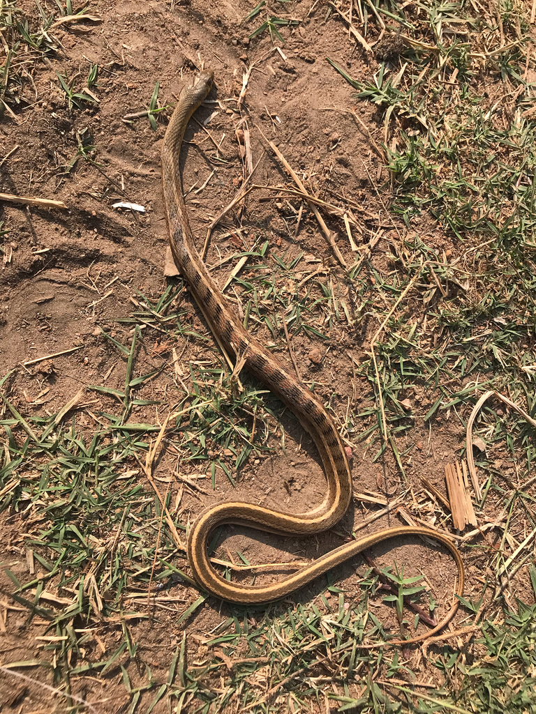 Buff Striped Keelback from Mandya on January 16, 2022 at 09:05 AM by ...