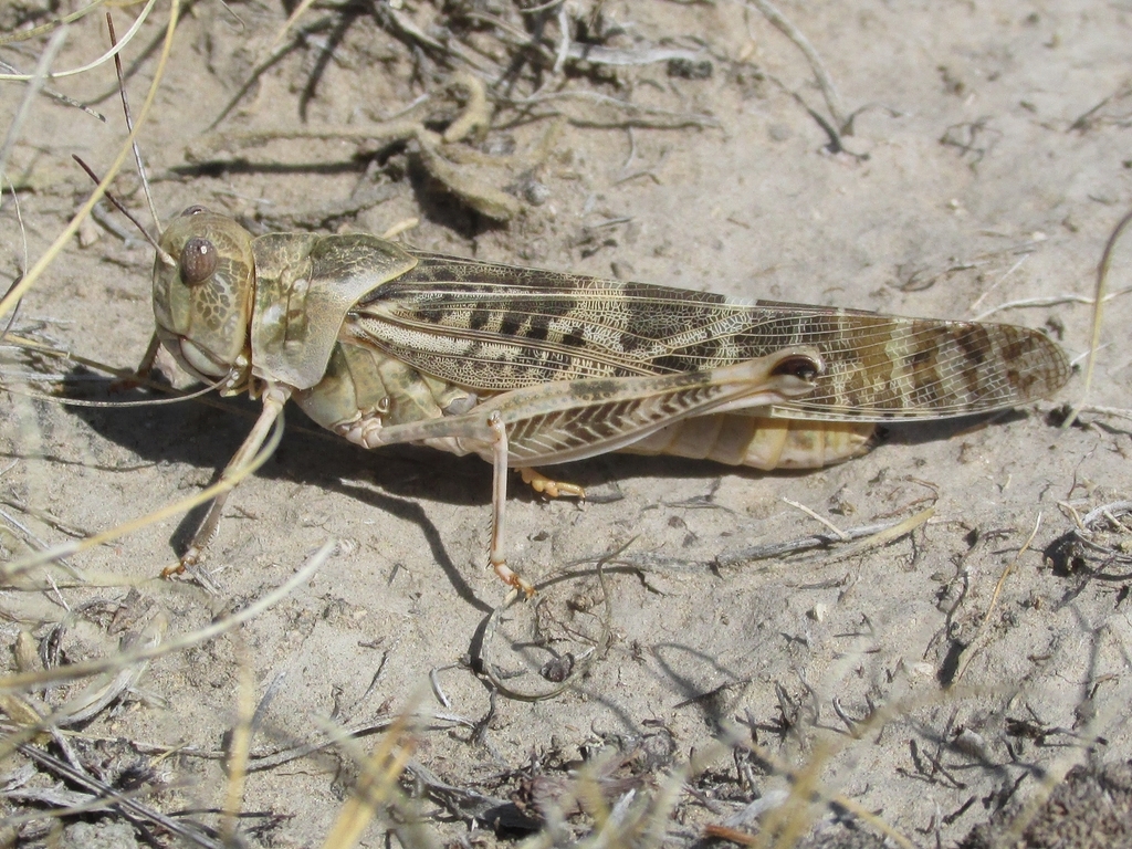 High Plains Locust from Morrill County, NE, USA on September 19, 2021 ...