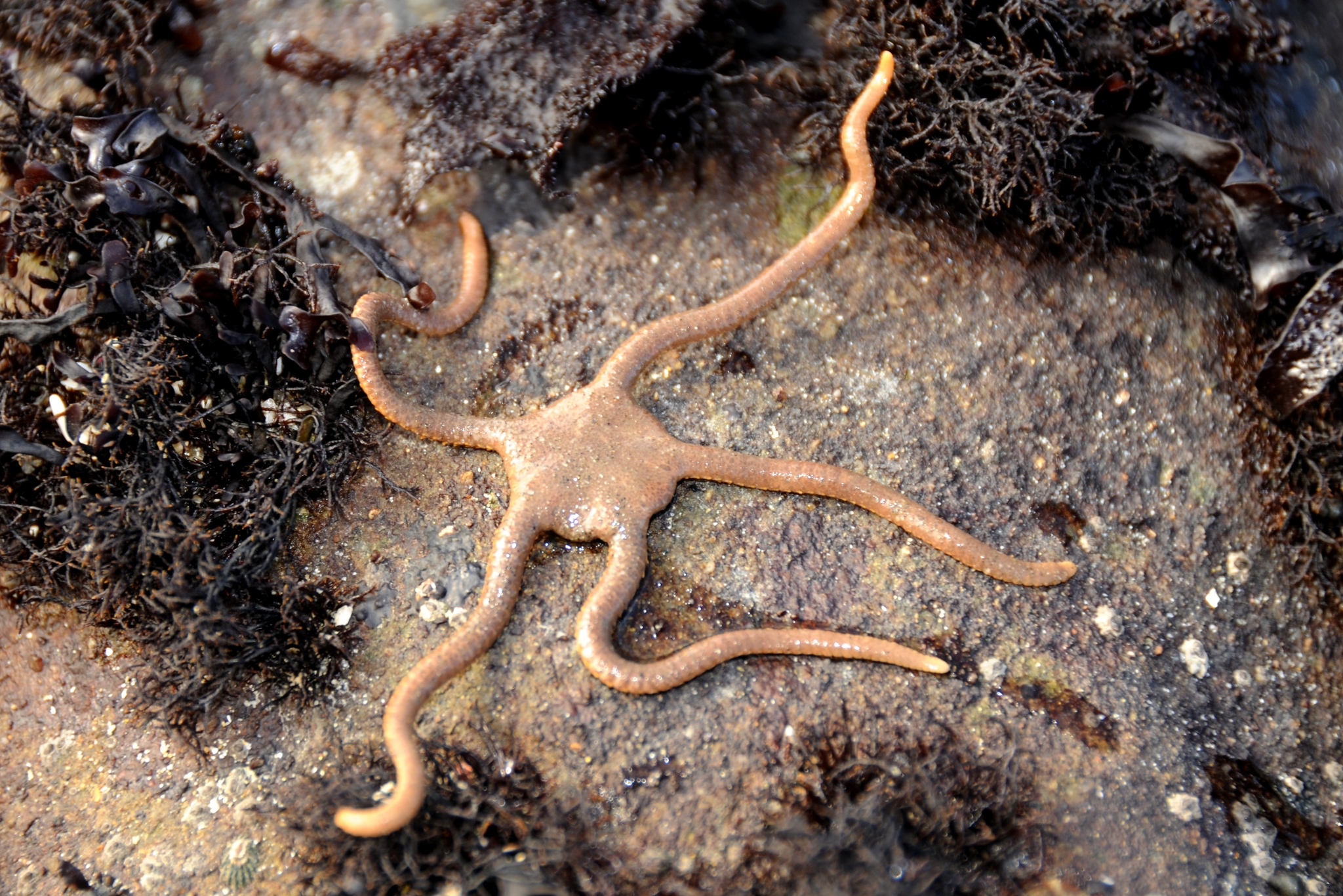 Ophioplocus Lyman, 1861