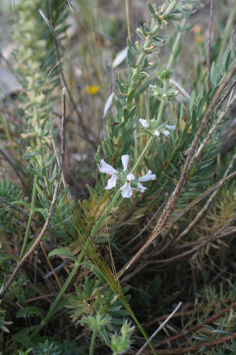 Stachys arenaria · iNaturalist United Kingdom